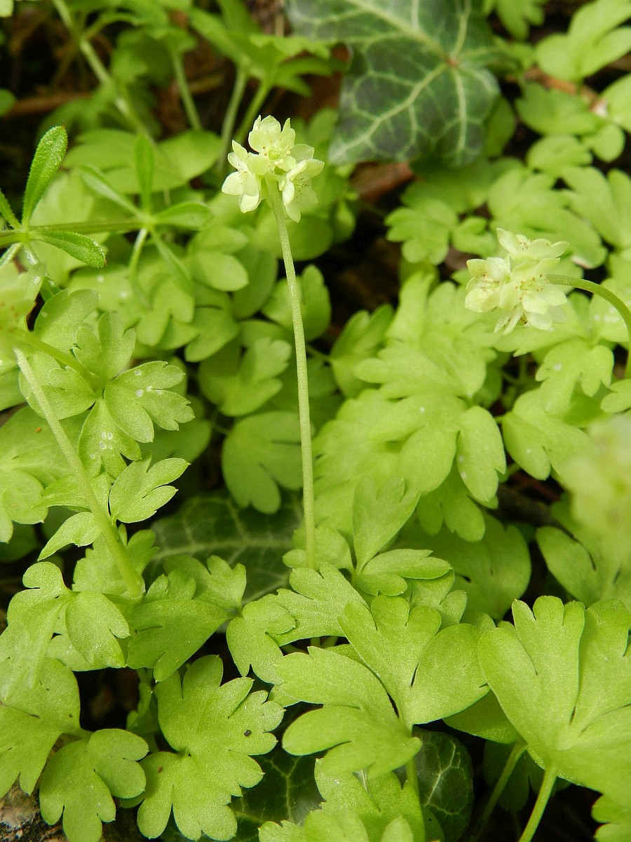 Adoxa moschatellina, Moschatel