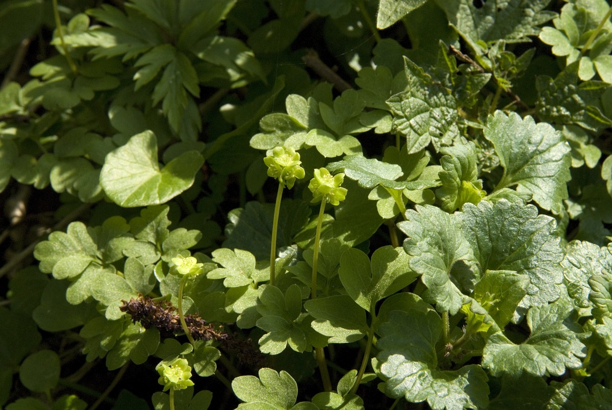 Adoxa moschatellina, Moschatel