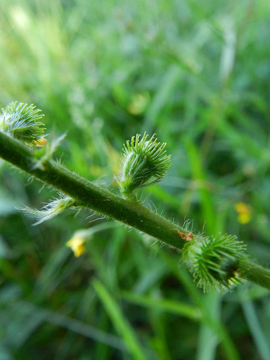 Agrimonia eupatoria, Agrimony