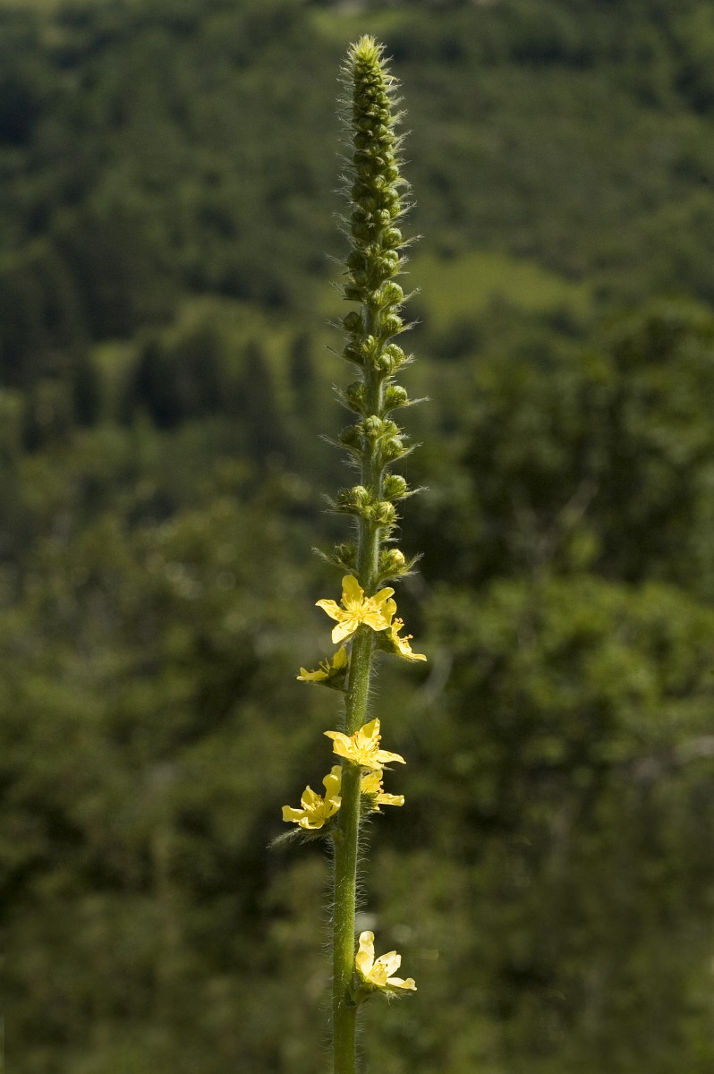 Agrimonia eupatoria, Agrimony