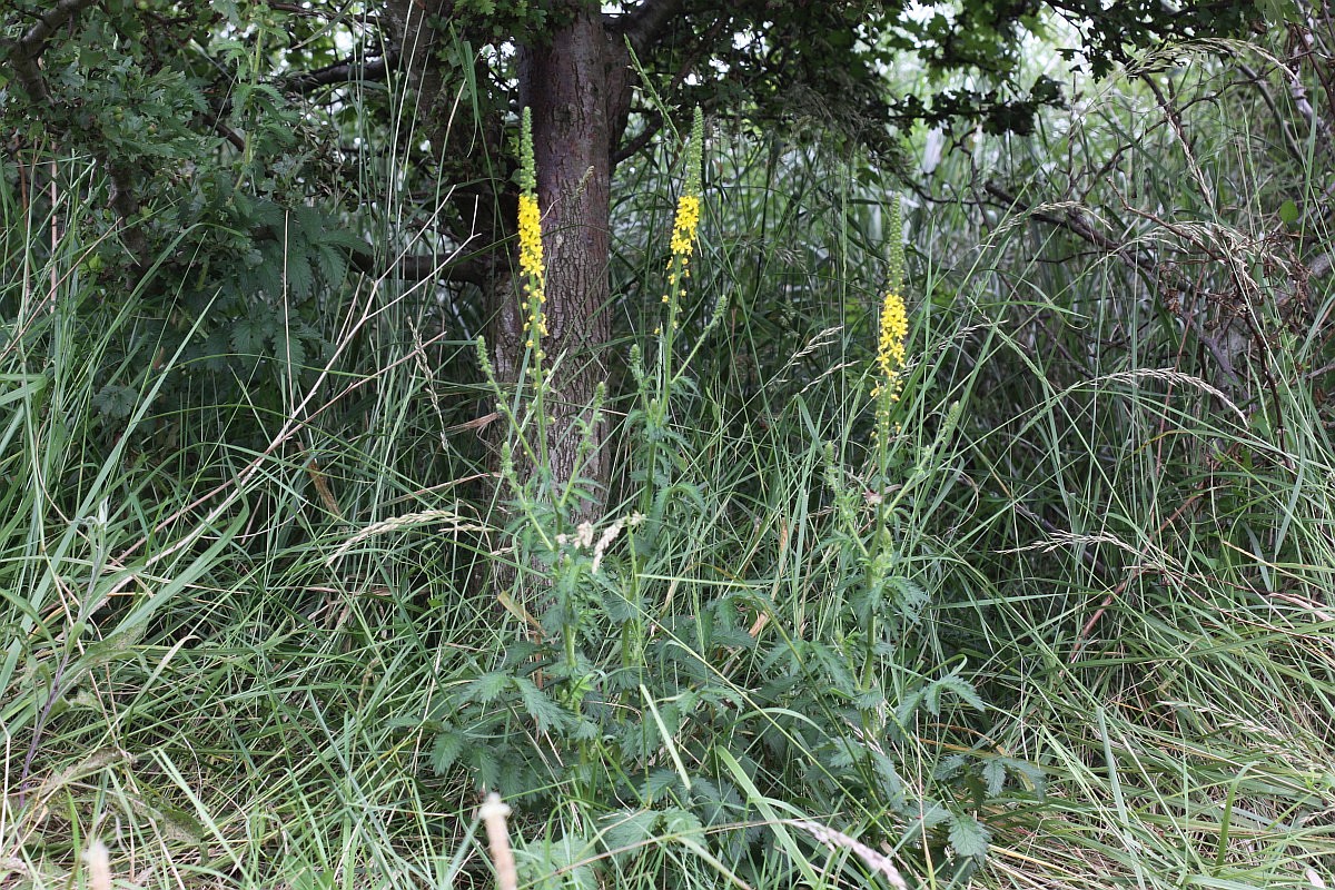 Agrimonia eupatoria, Agrimony