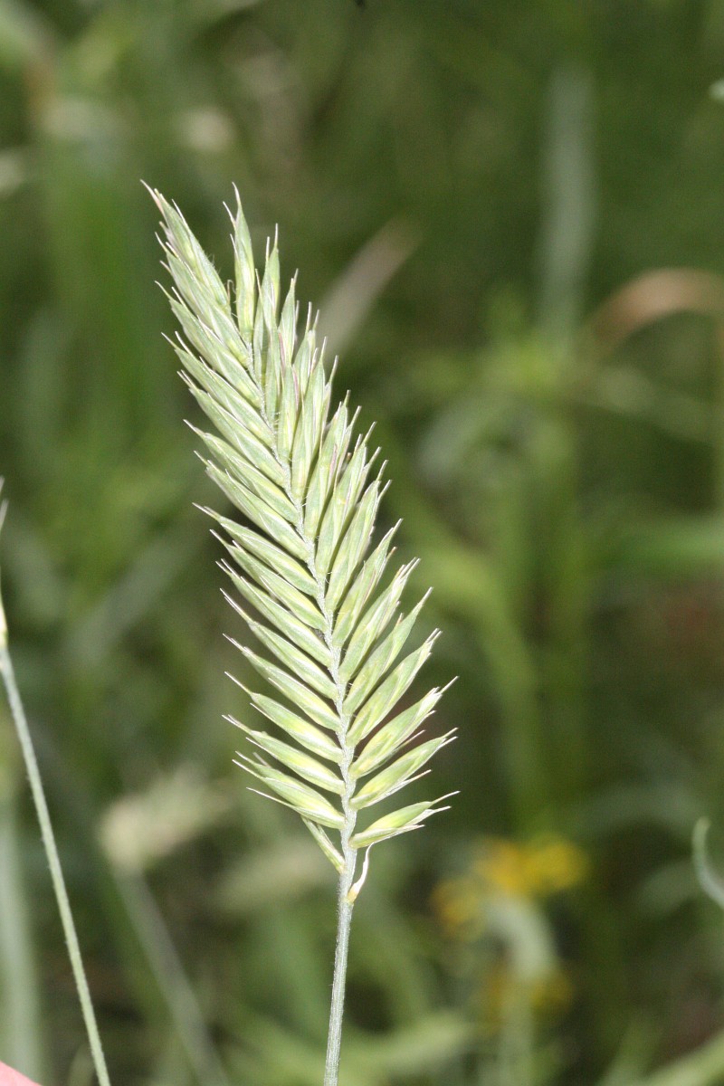 Agropyron cristatum