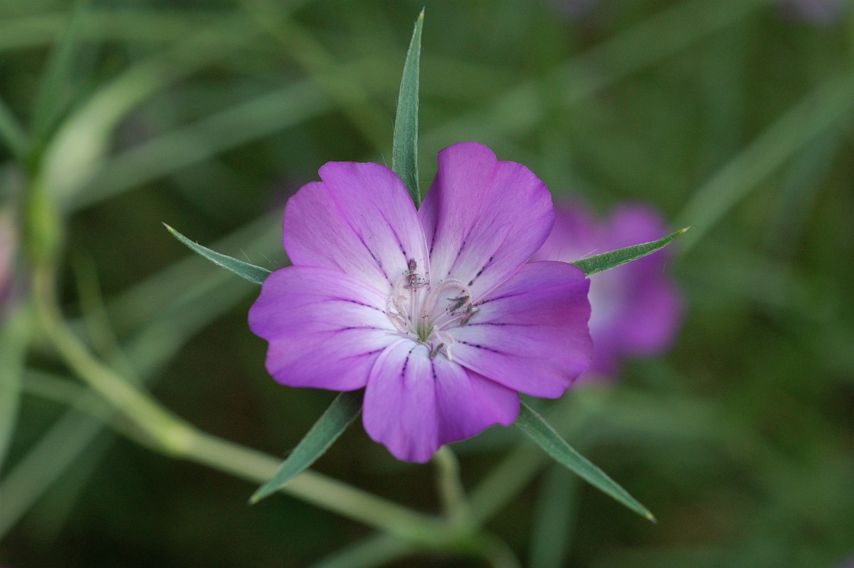 Agrostemma githago, Corncockle