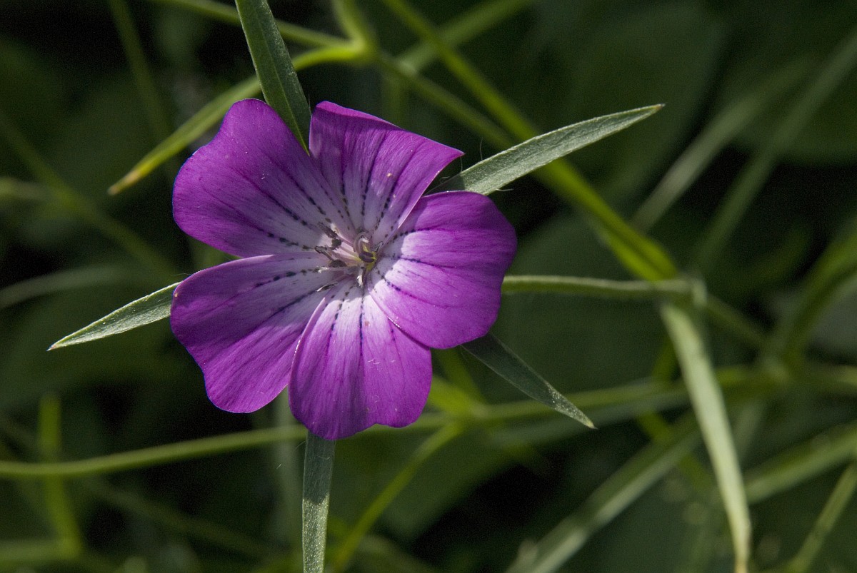 Agrostemma githago, Corncockle