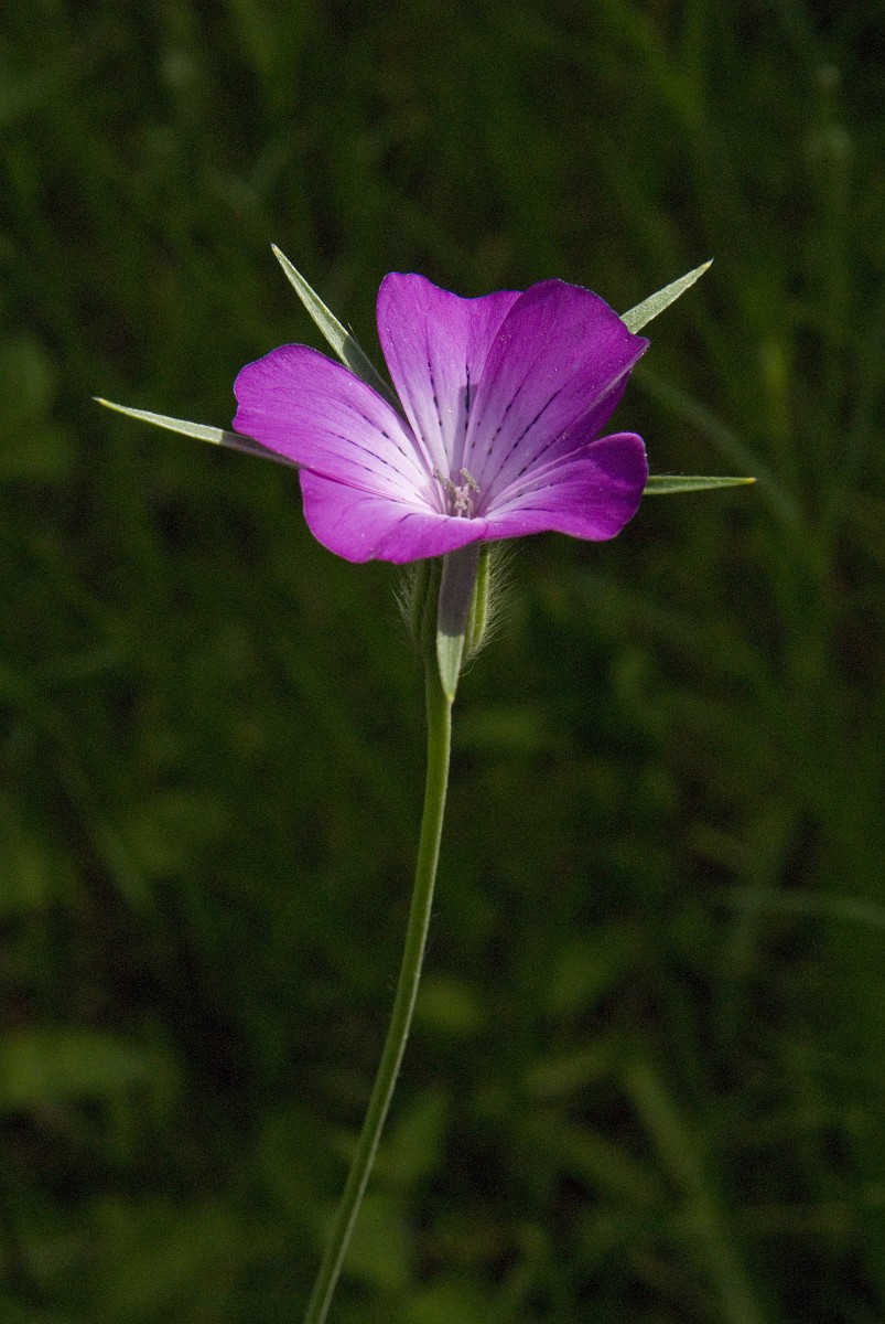 Agrostemma githago, Corncockle