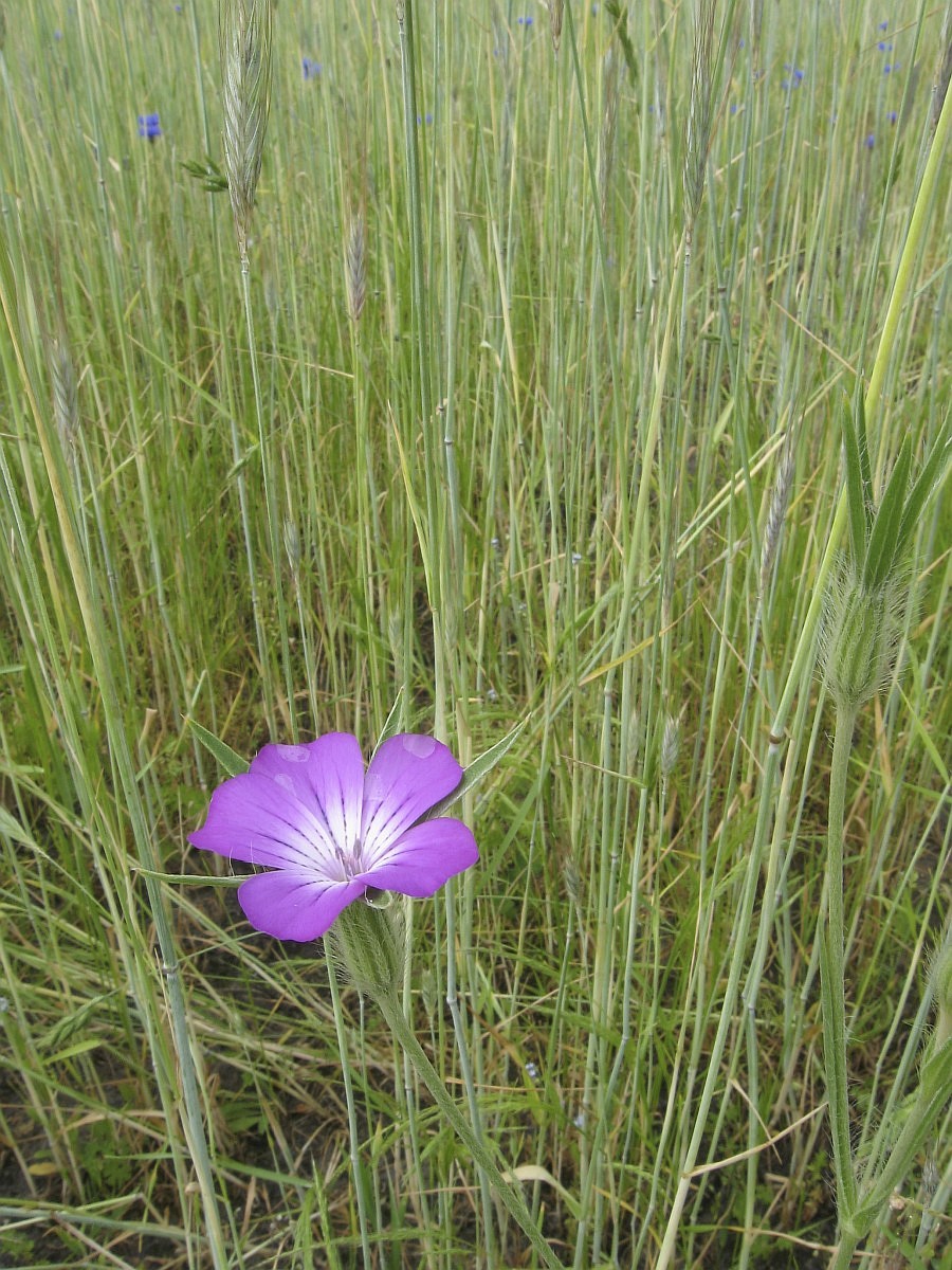 Agrostemma githago, Corncockle