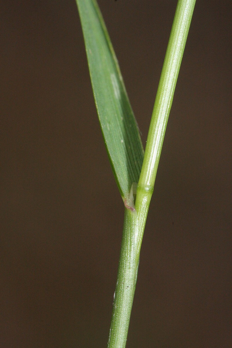 Agrostis capillaris, Colonial Bentgrass