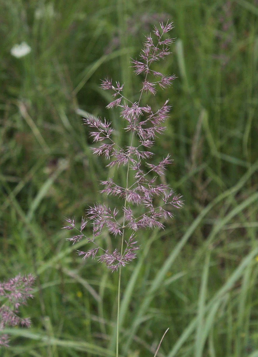 Agrostis gigantea, Redtop