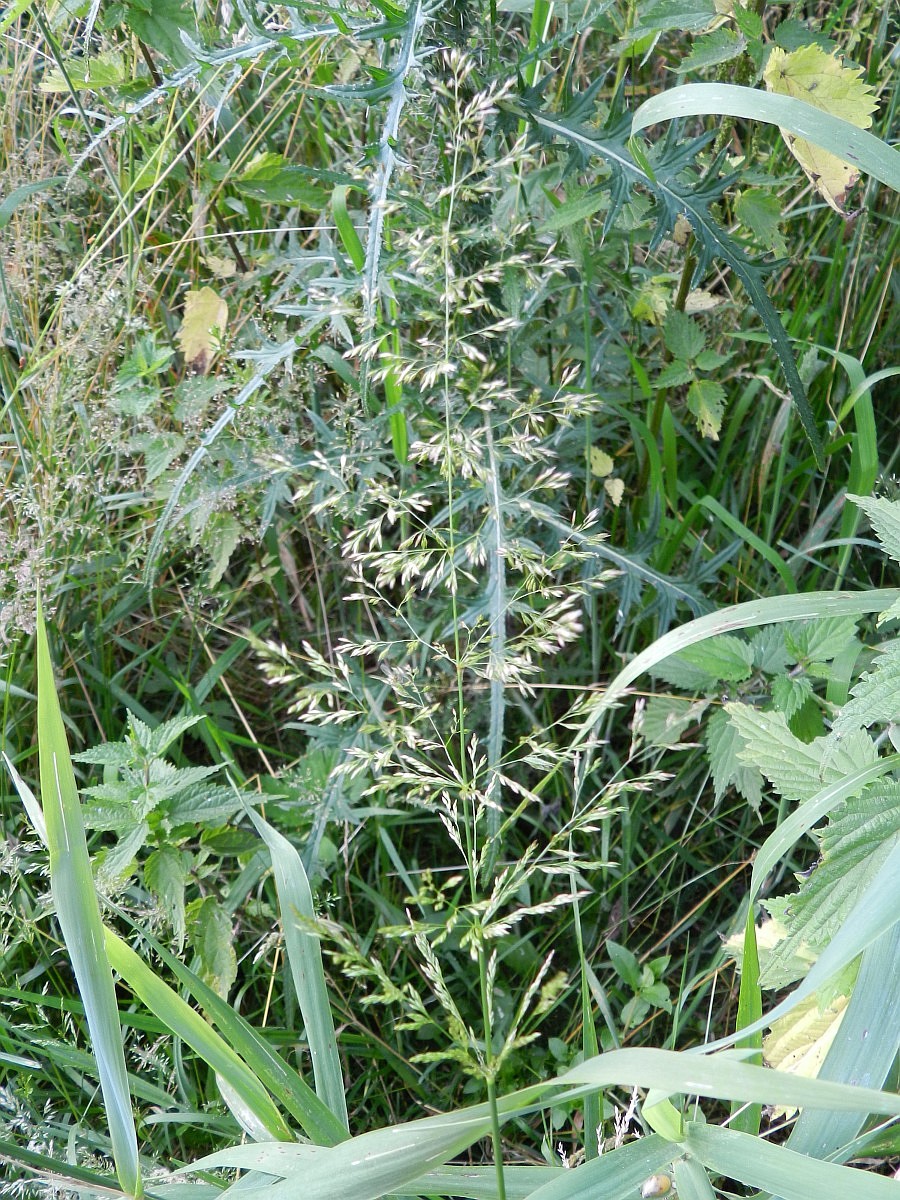 Agrostis gigantea, Redtop