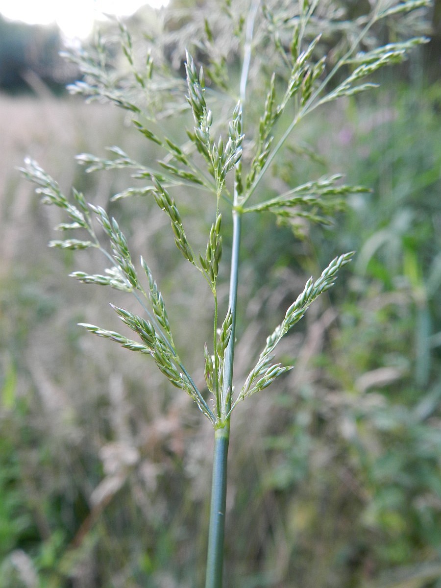 Agrostis gigantea, Redtop