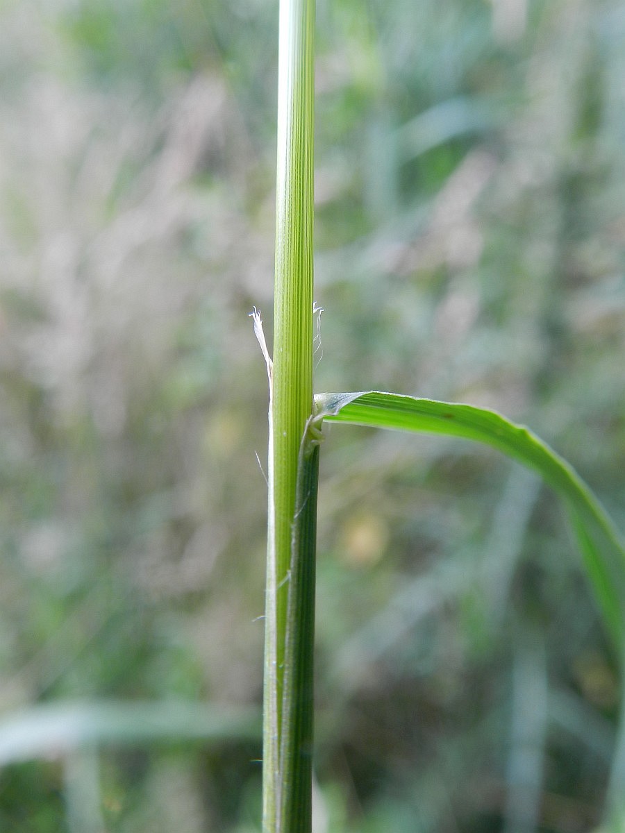Agrostis gigantea, Redtop