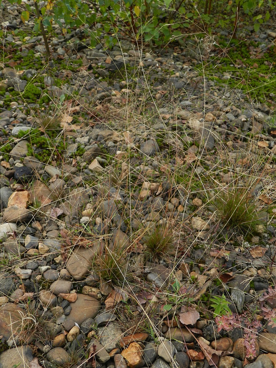 Agrostis hyemalis, Winter Bentgrass