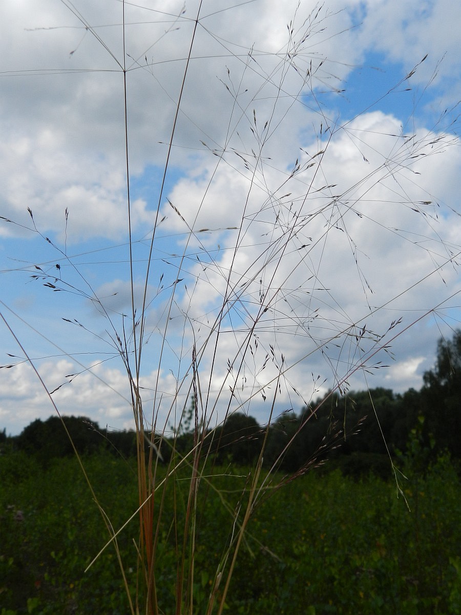 Agrostis hyemalis, Winter Bentgrass