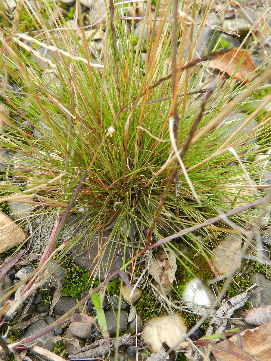 Agrostis hyemalis, Winter Bentgrass