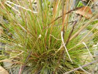 Agrostis hyemalis, Winter Bentgrass