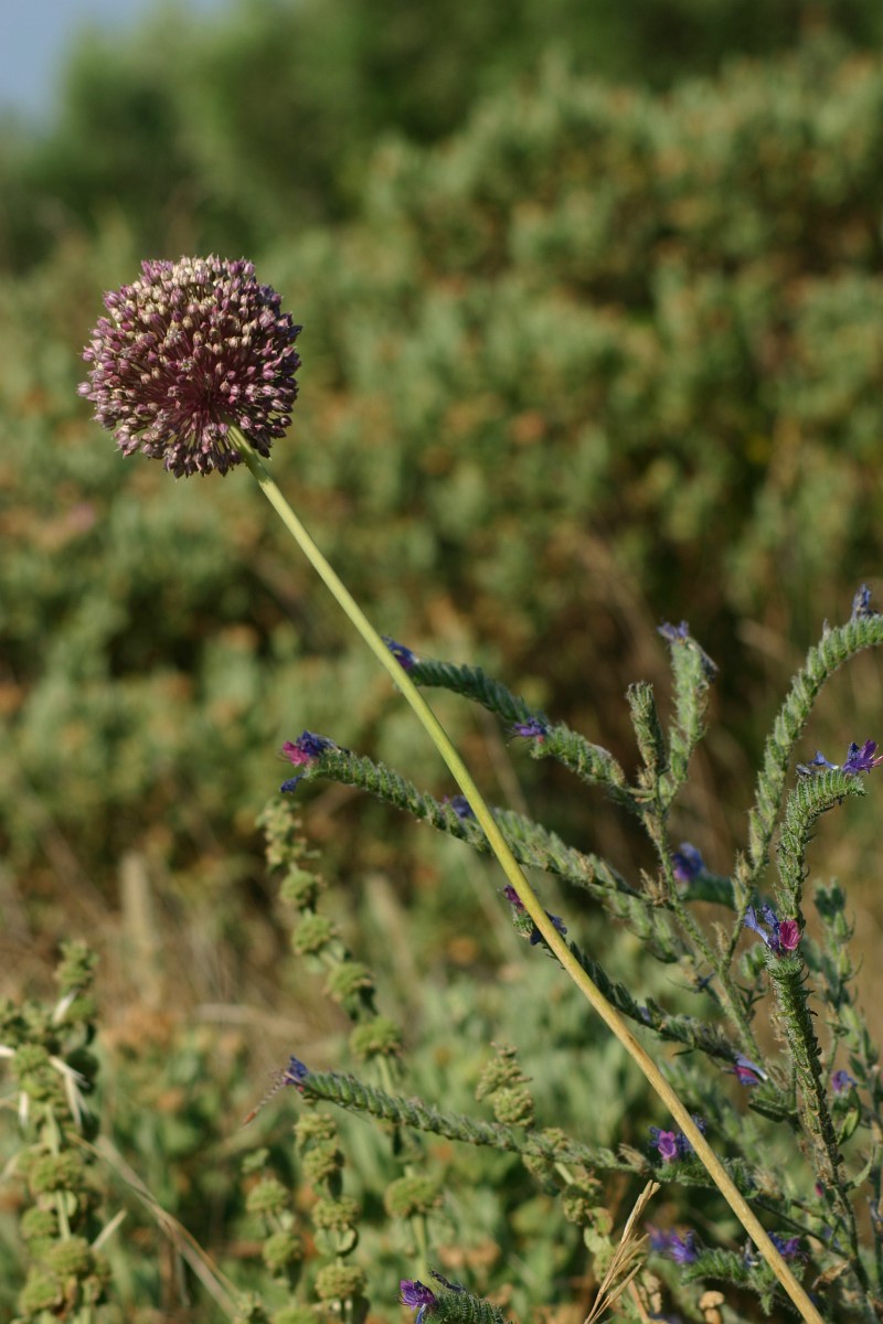 Allium sphaerocephalon, Round-headed Leek