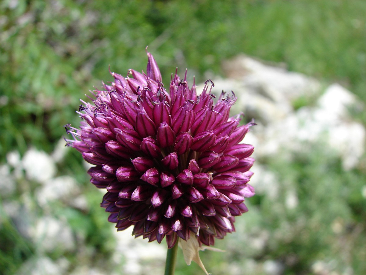 Allium sphaerocephalon, Round-headed Leek