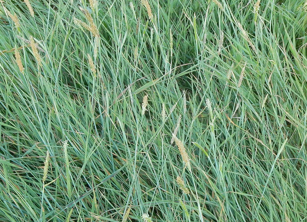 Alopecurus geniculatus, Water Foxtail