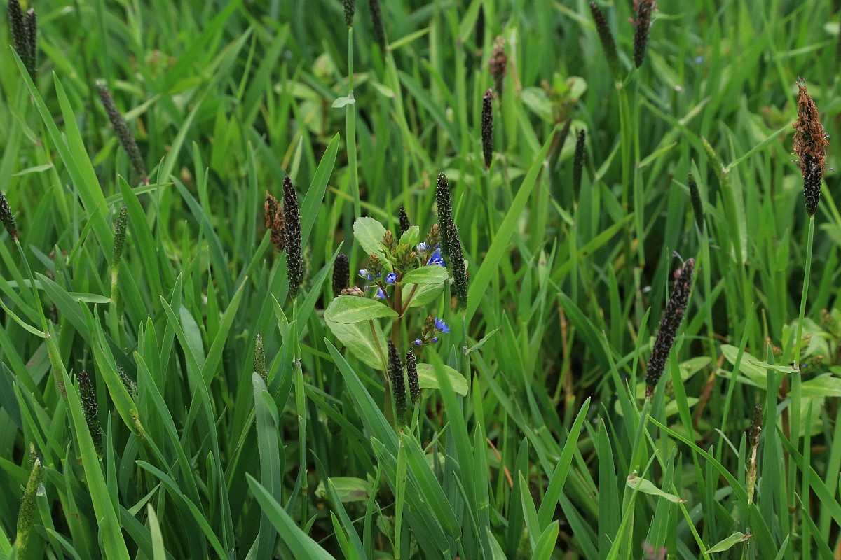 Alopecurus geniculatus, Water Foxtail