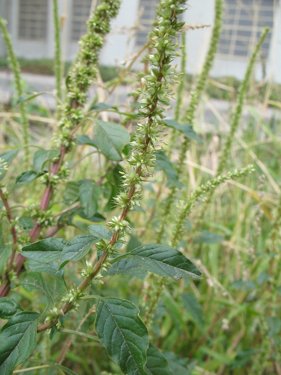 Amaranthus palmeri