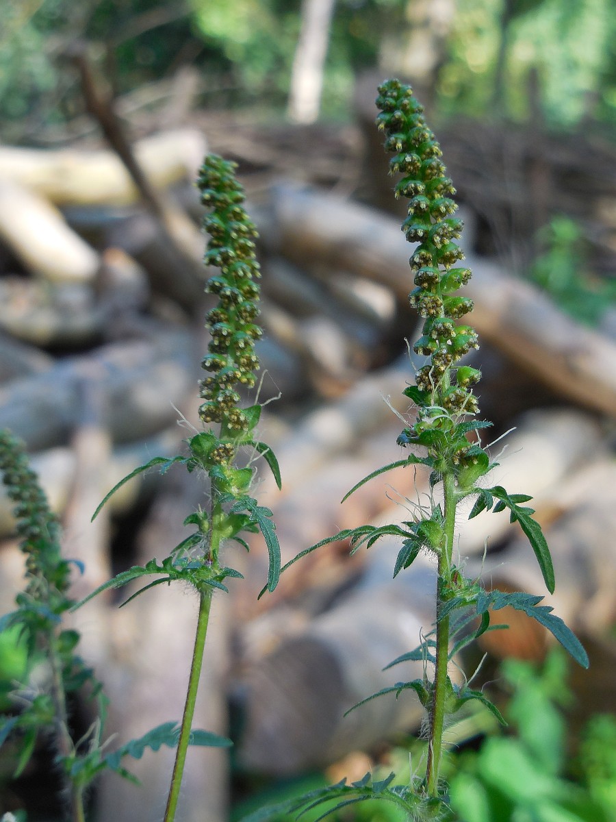 Ambrosia artemisiifolia, Common Ragweed