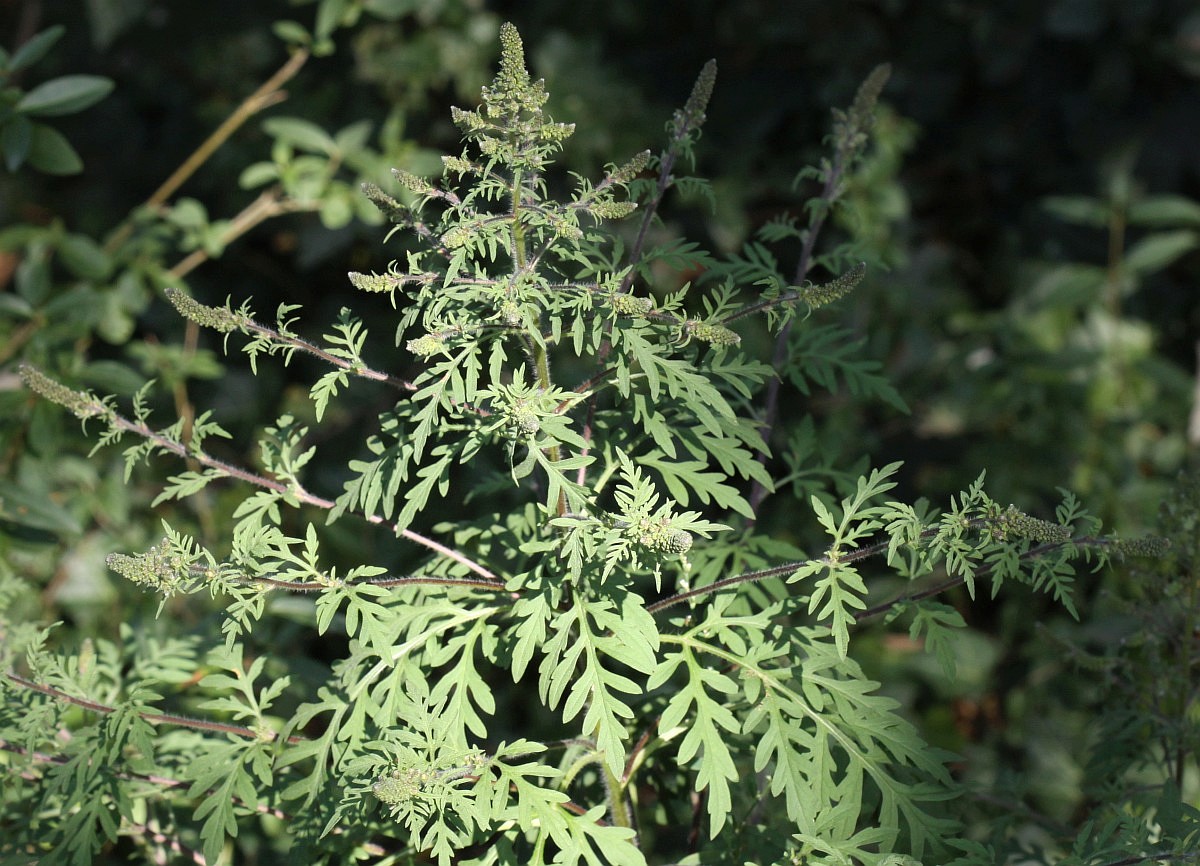 Ambrosia artemisiifolia, Common Ragweed