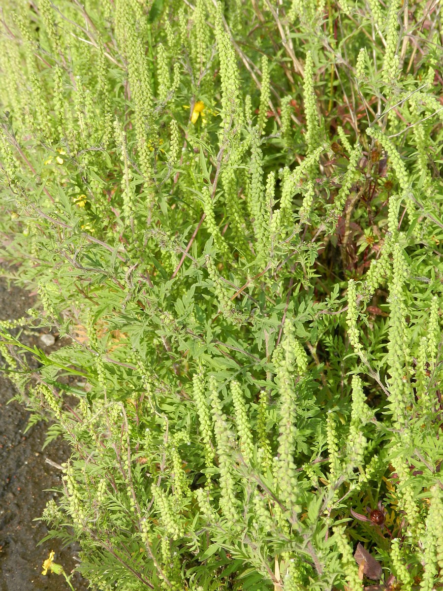 Ambrosia artemisiifolia, Common Ragweed