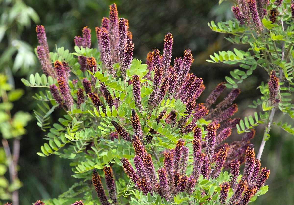 Amorpha fruticosa, Indigo Bush
