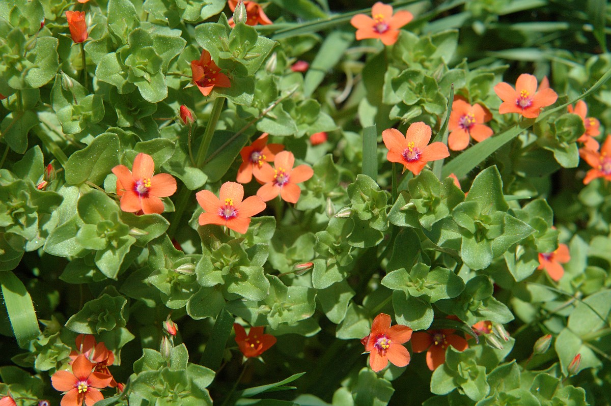 Anagallis arvensis, Scarlet Pimpernel