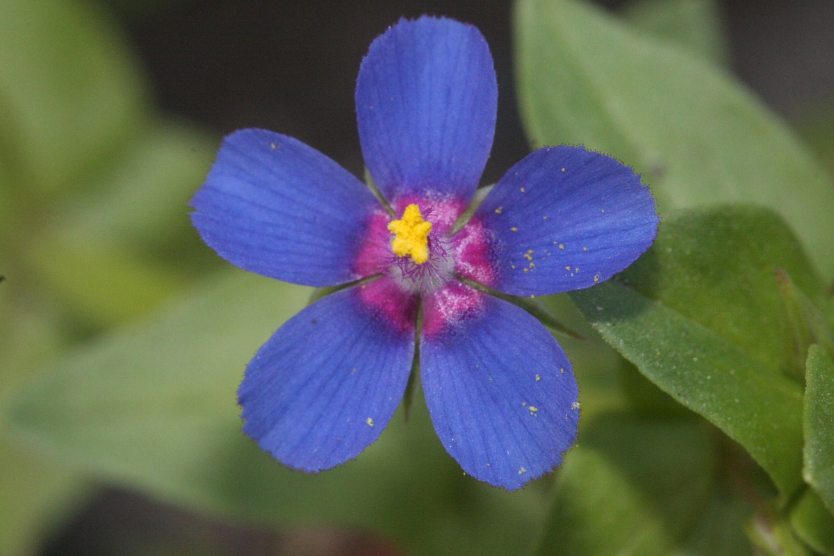 Anagallis arvensis