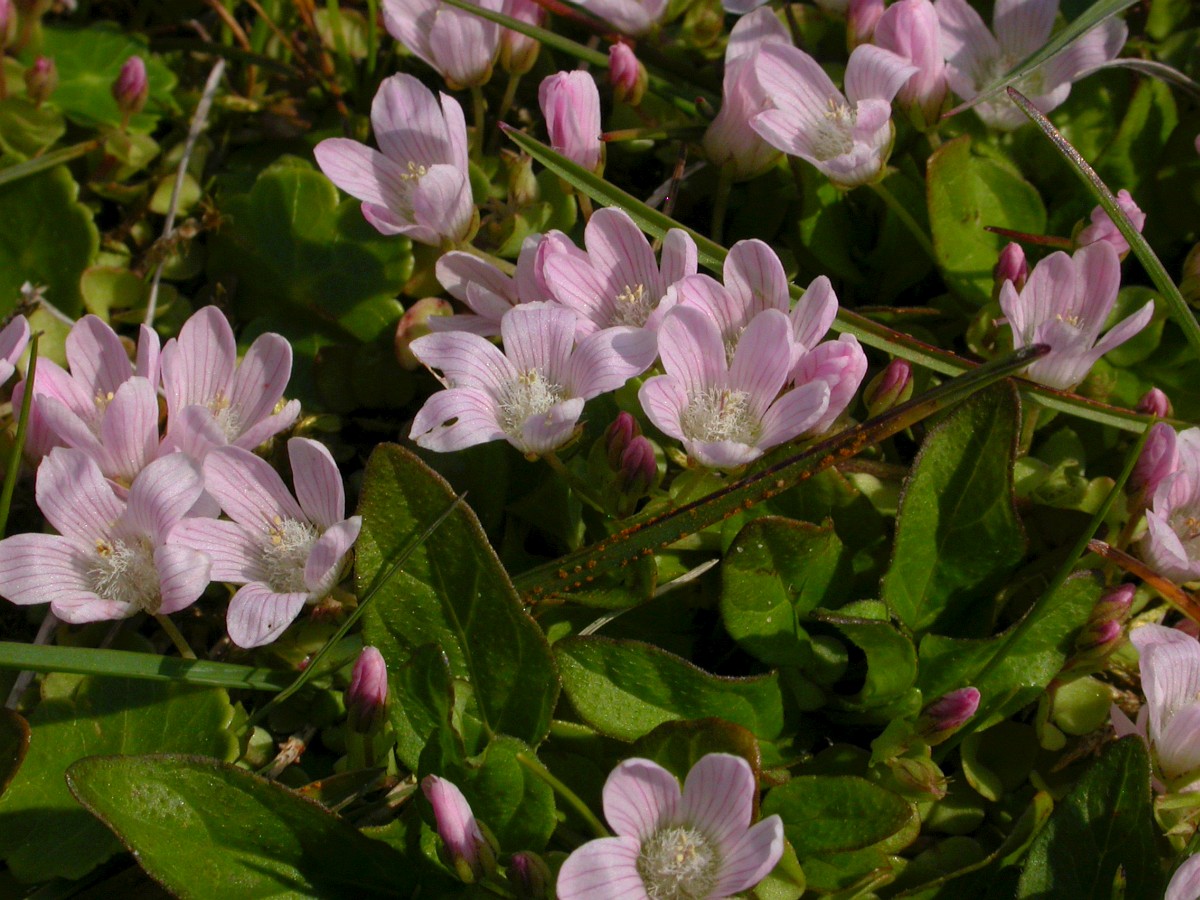 Anagallis tenella, Bog Pimpernel
