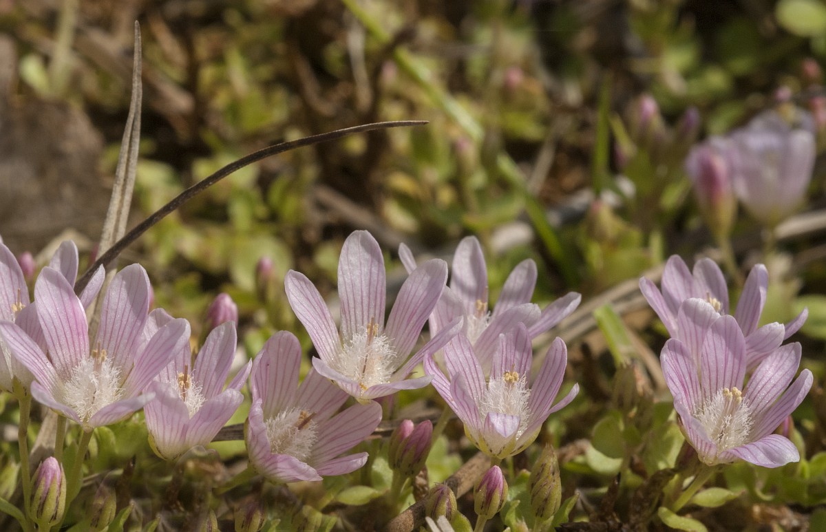 Anagallis tenella, Bog Pimpernel