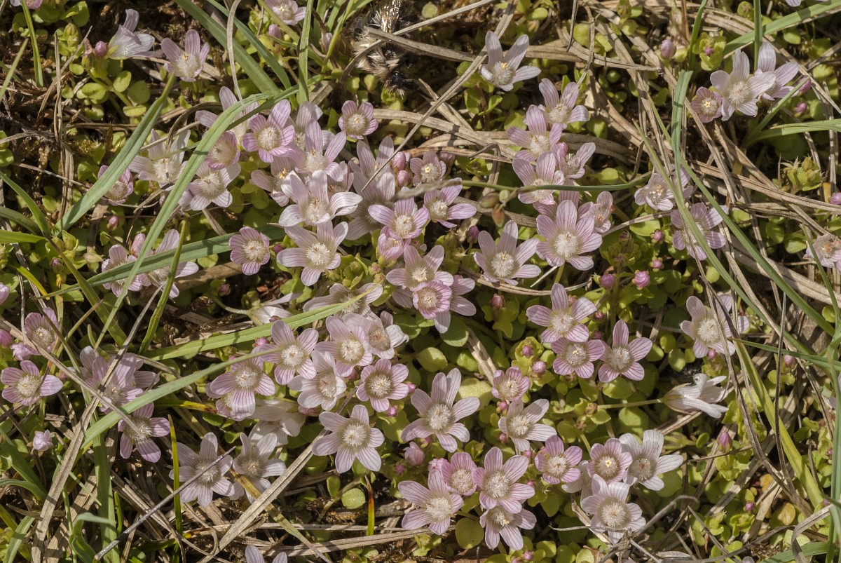 Anagallis tenella, Bog Pimpernel