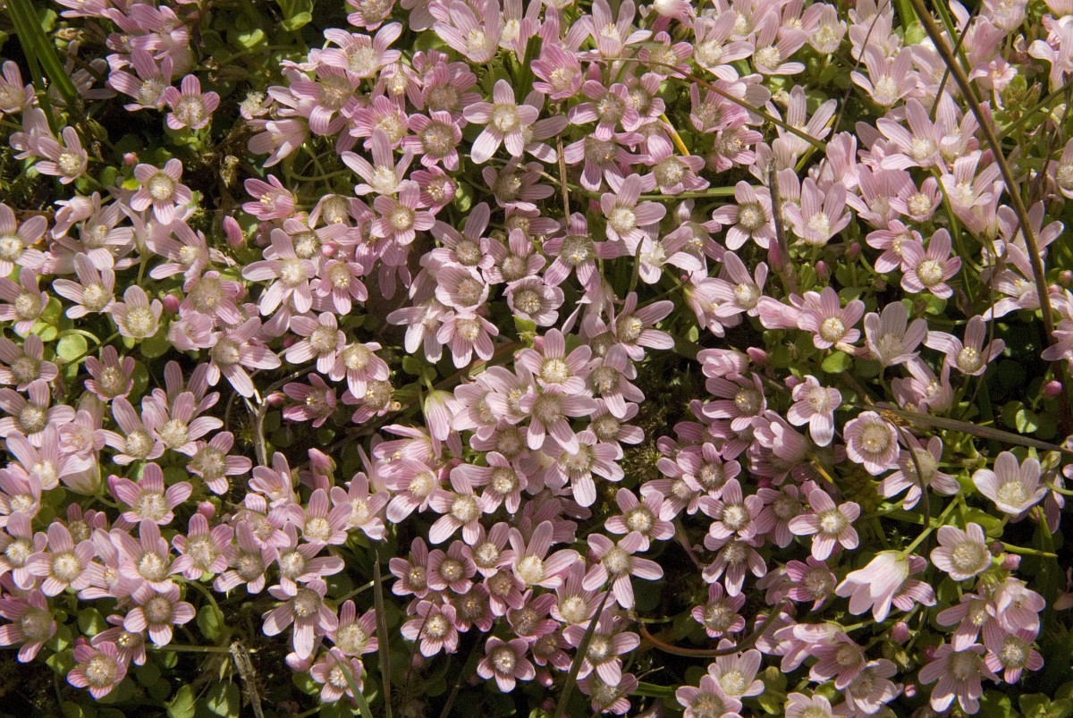 Anagallis tenella, Bog Pimpernel