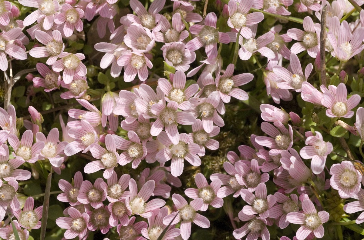 Anagallis tenella, Bog Pimpernel