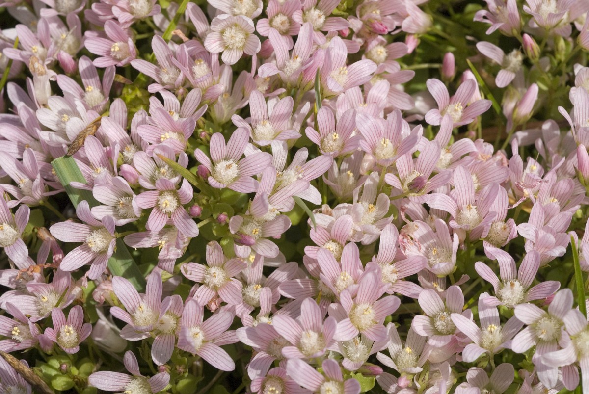 Anagallis tenella, Bog Pimpernel