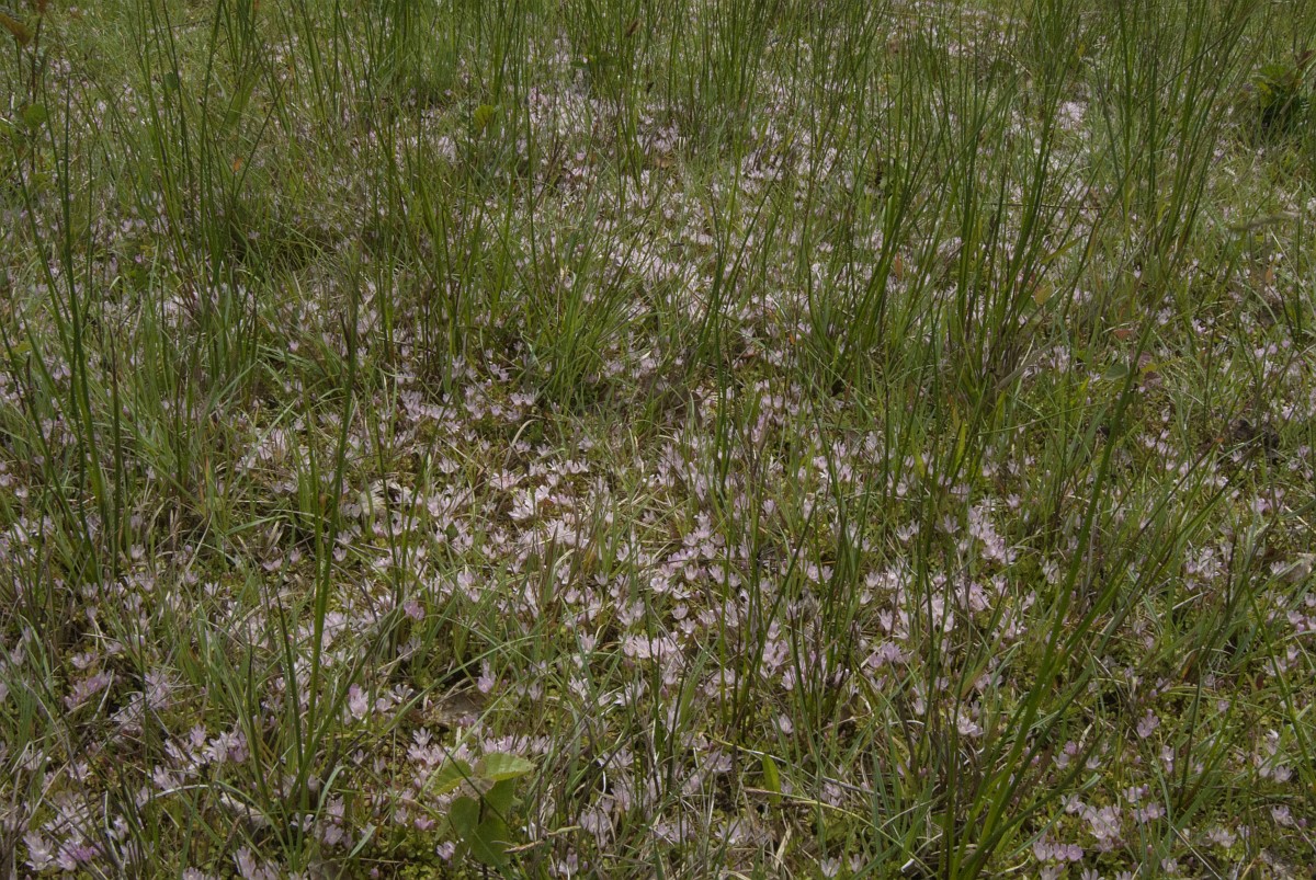 Anagallis tenella, Bog Pimpernel