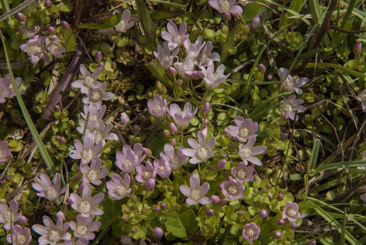 Anagallis tenella, Bog Pimpernel