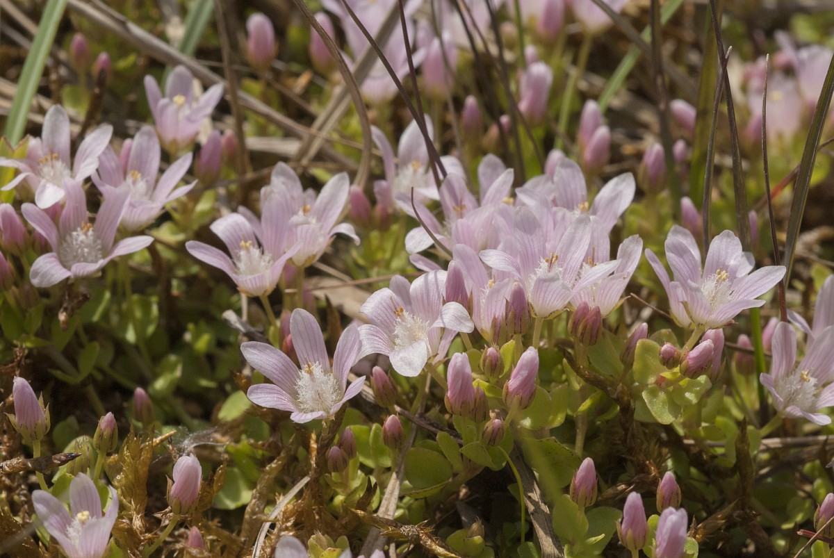 Anagallis tenella, Bog Pimpernel