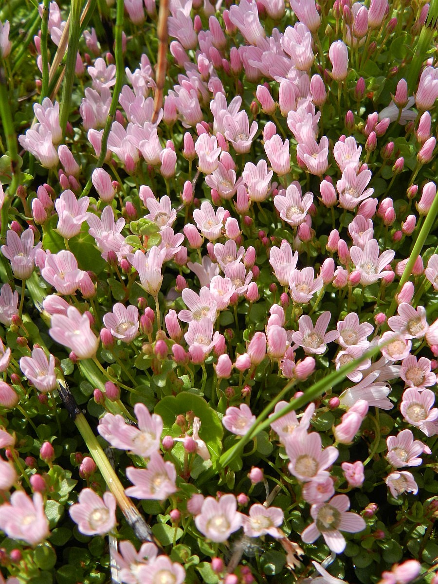 Anagallis tenella, Bog Pimpernel