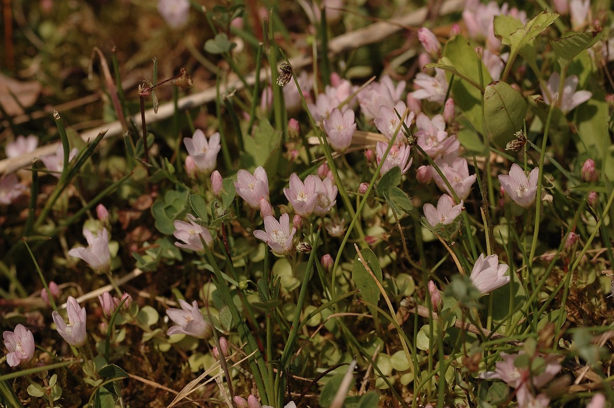 Anagallis tenella, Bog Pimpernel