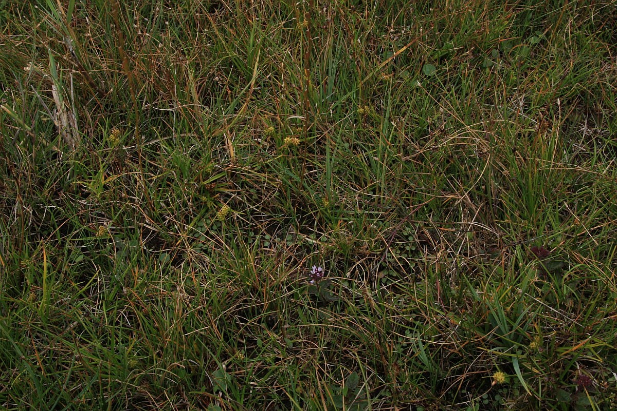 Anagallis tenella, Bog Pimpernel