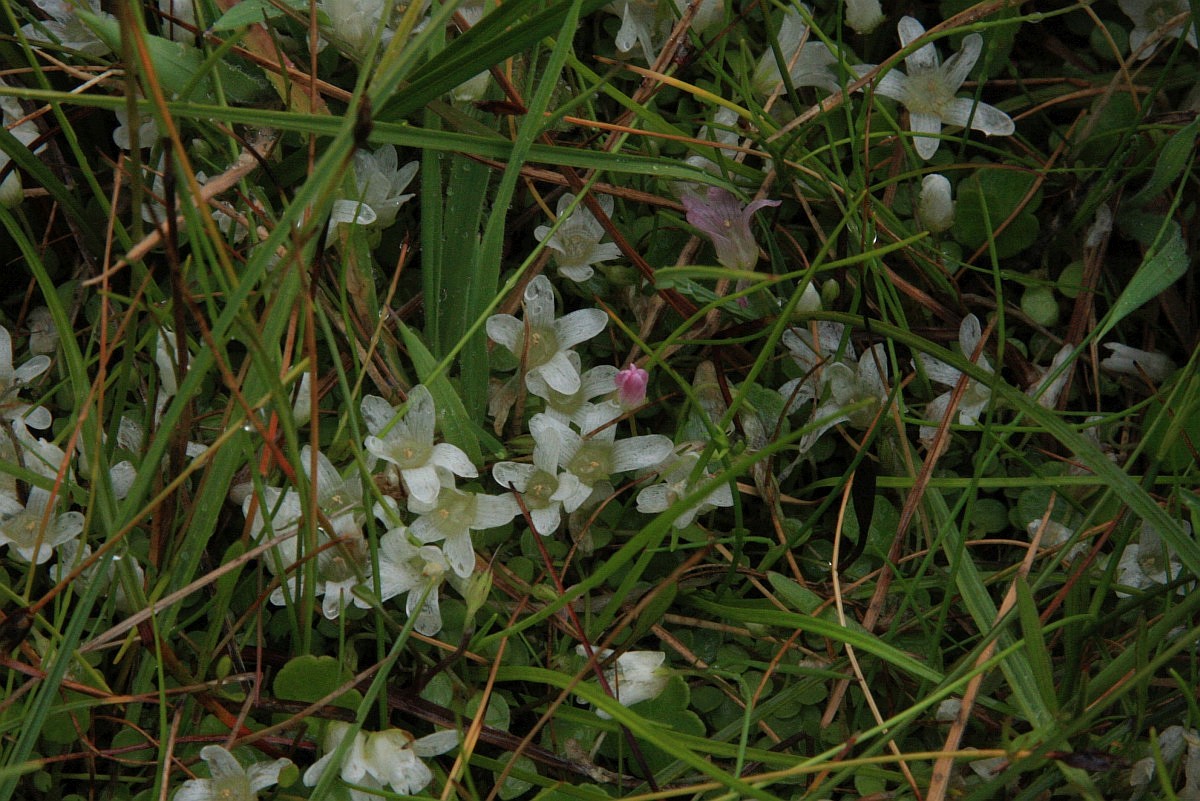 Anagallis tenella, Bog Pimpernel