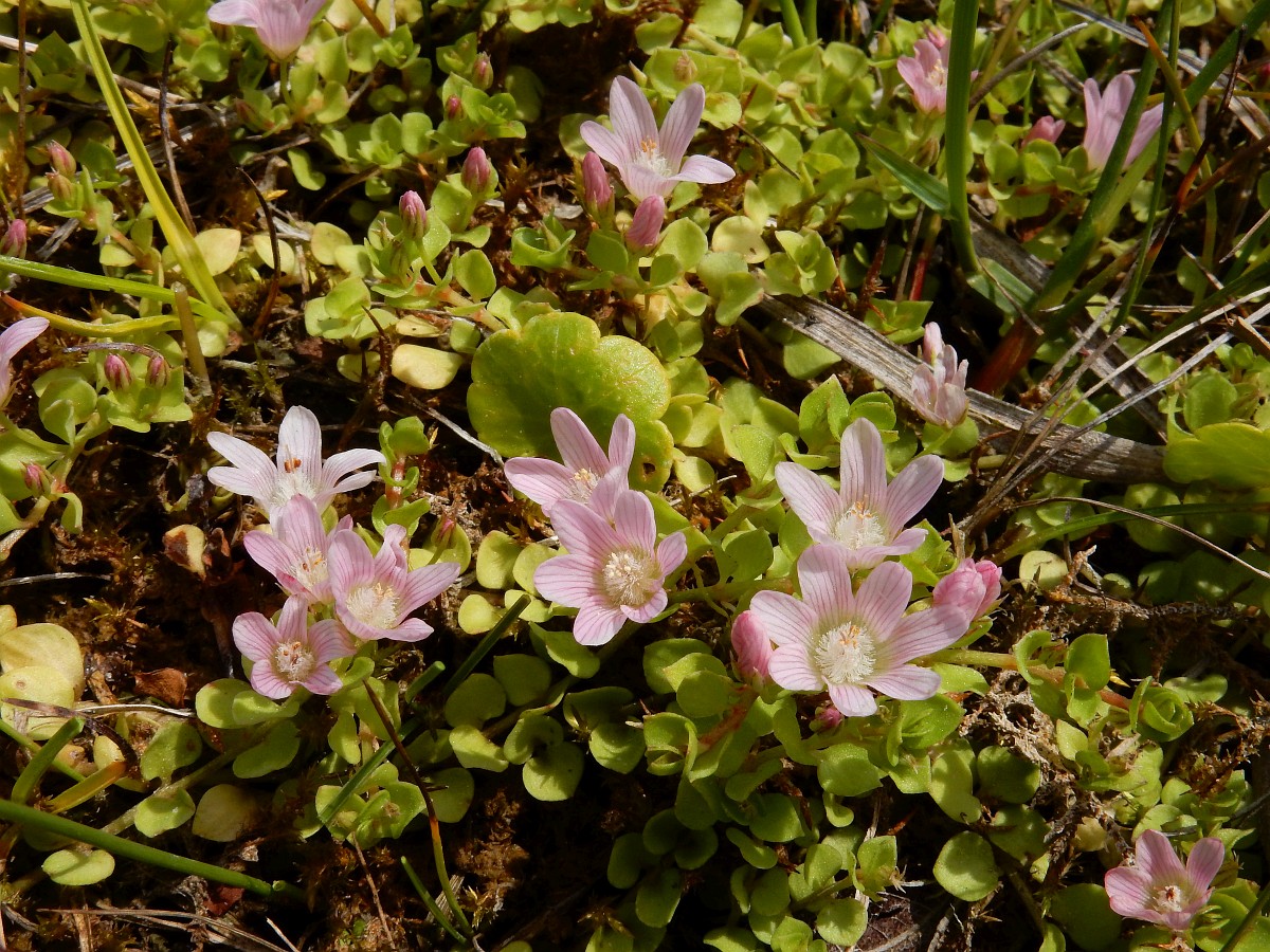 Anagallis tenella, Bog Pimpernel