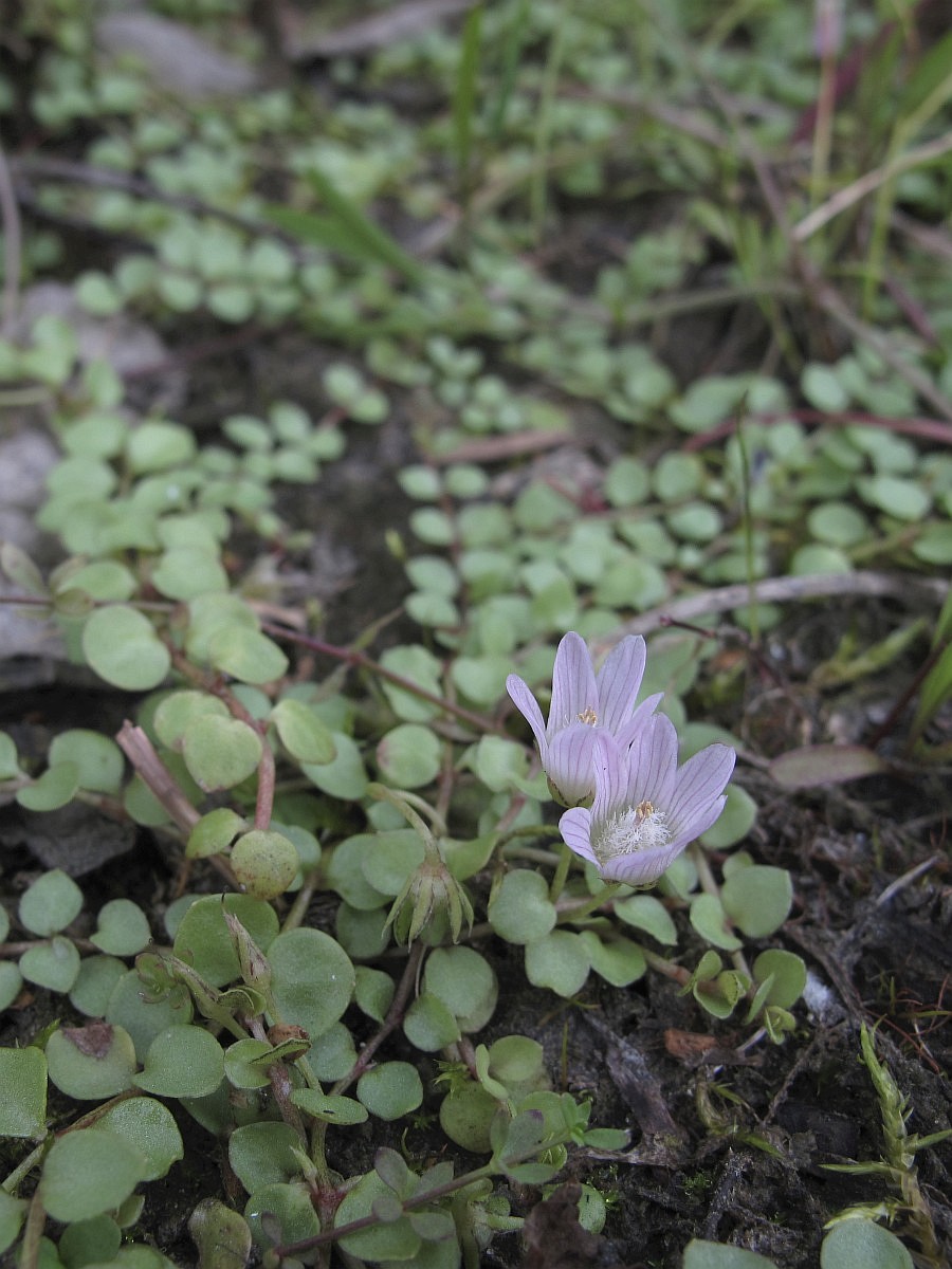 Anagallis tenella, Bog Pimpernel