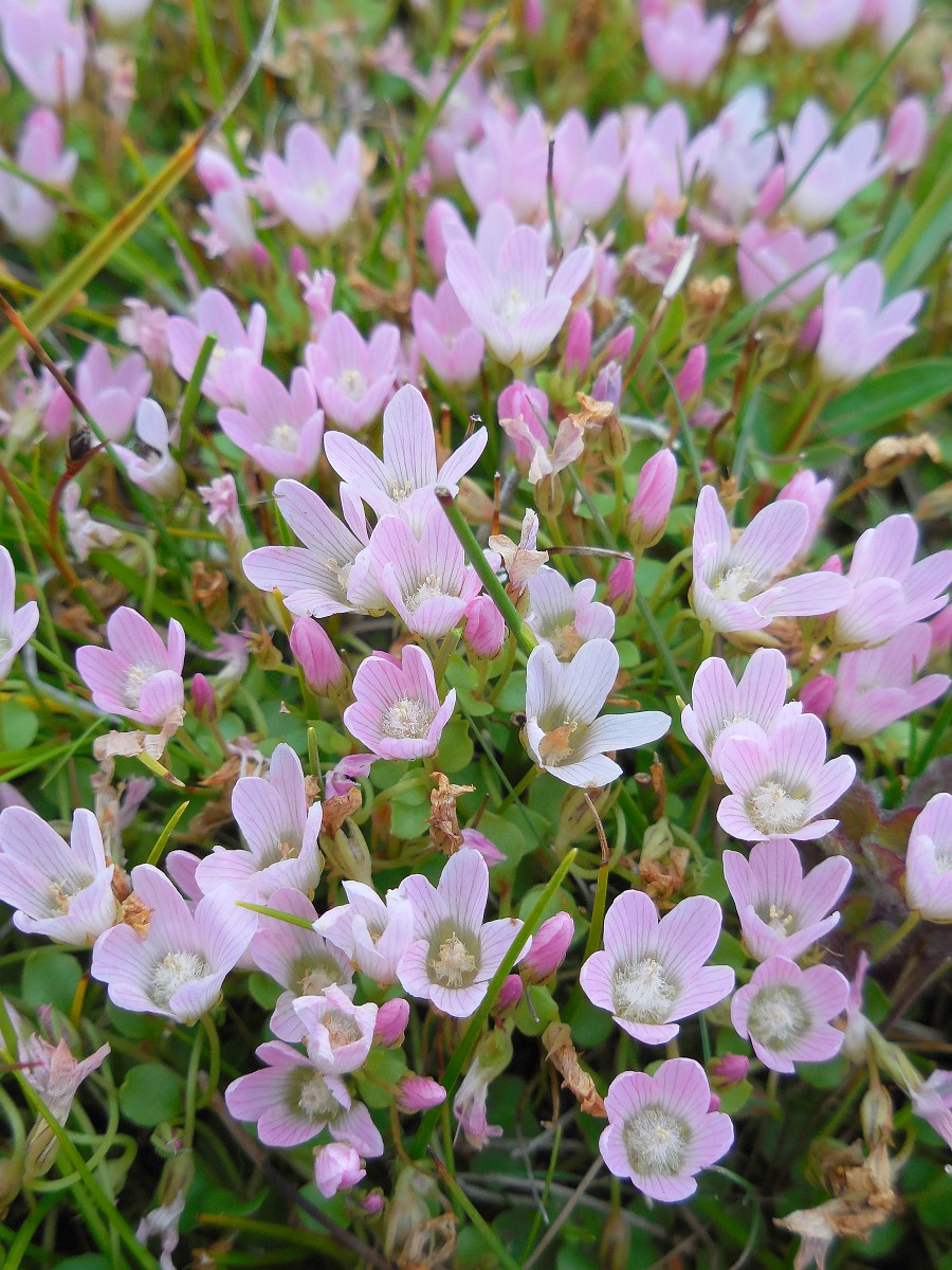 Anagallis tenella, Bog Pimpernel