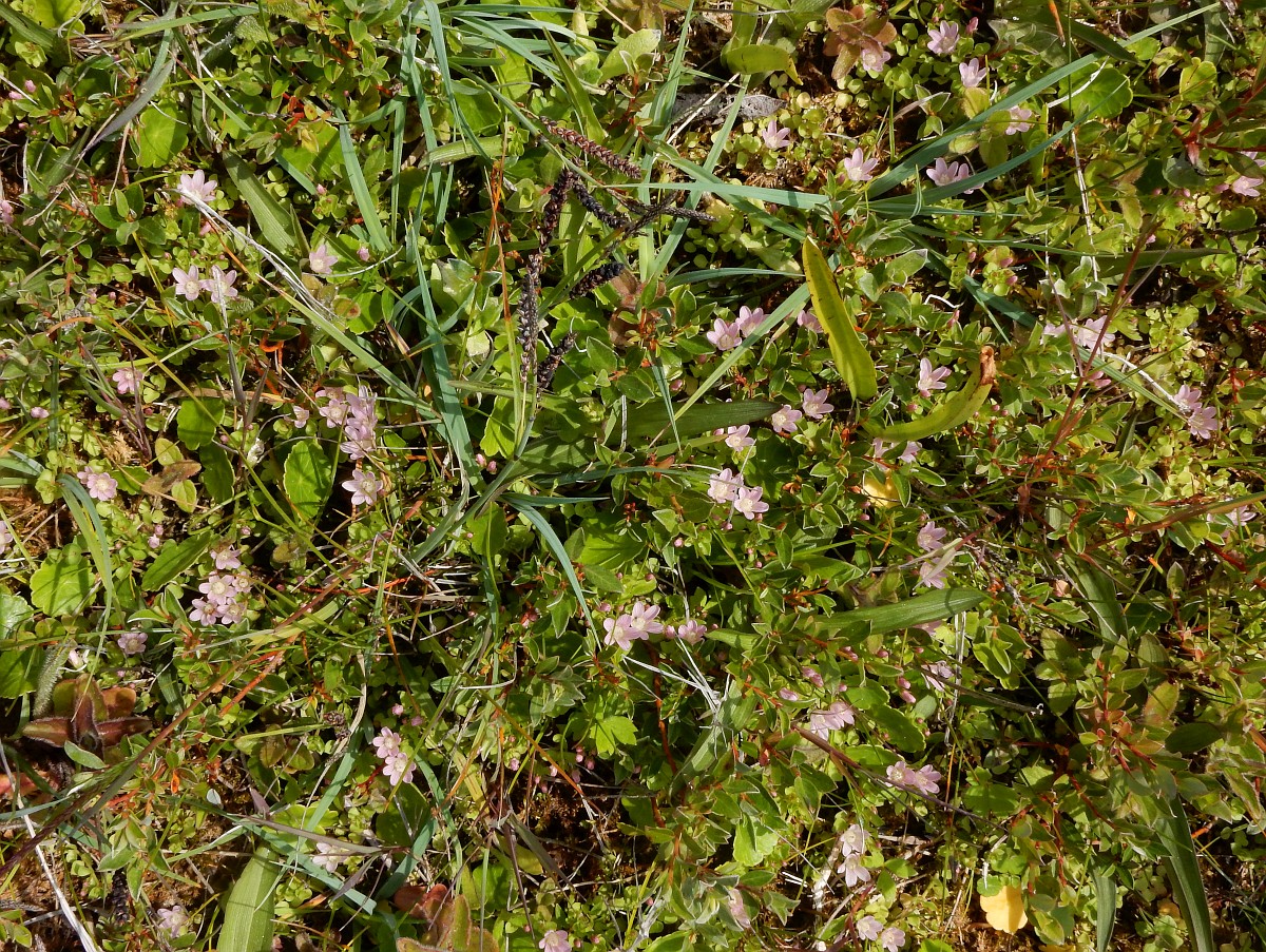 Anagallis tenella, Bog Pimpernel