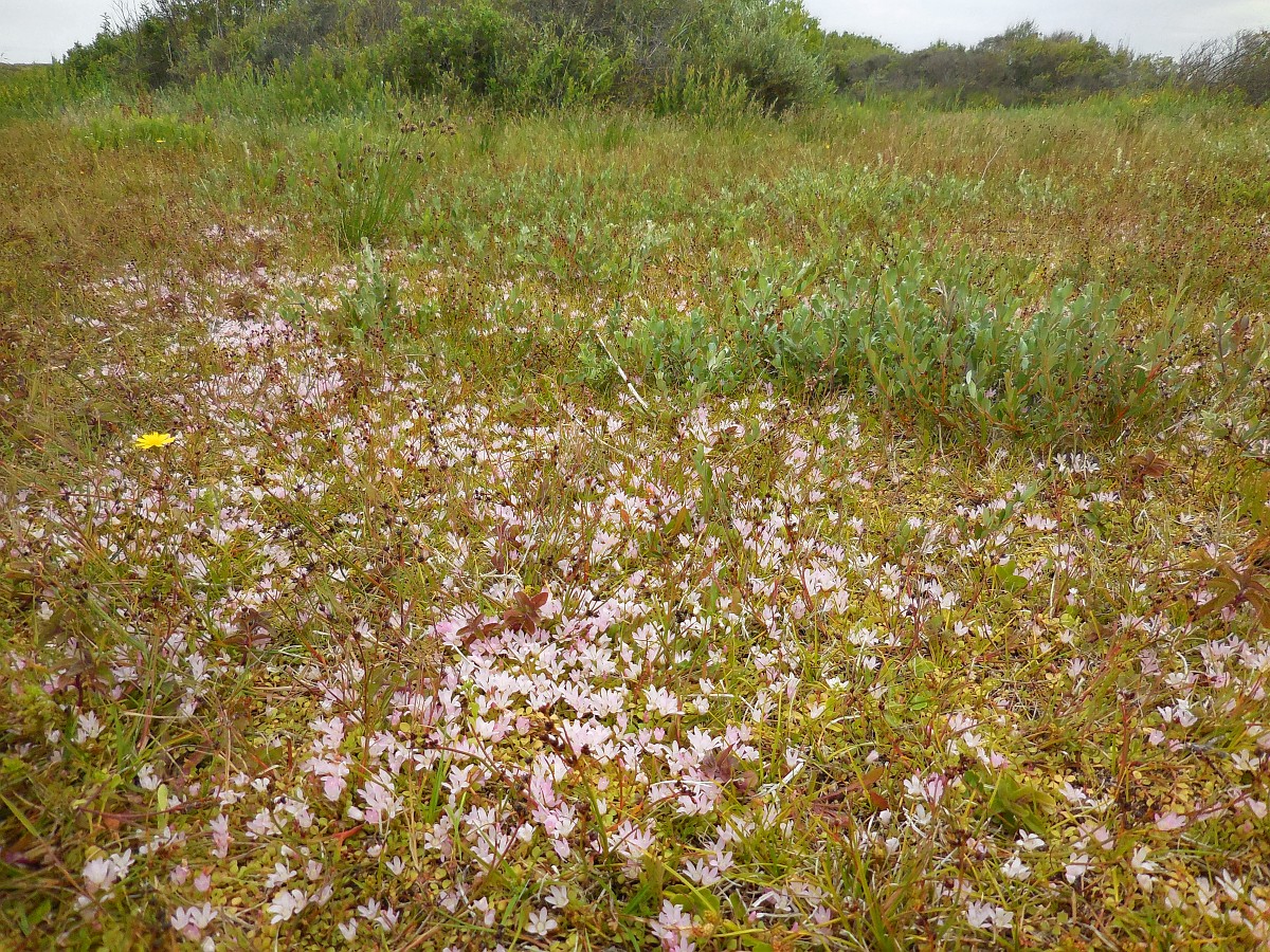 Anagallis tenella, Bog Pimpernel
