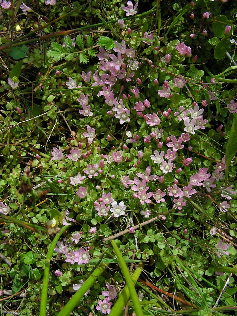 Anagallis tenella, Bog Pimpernel