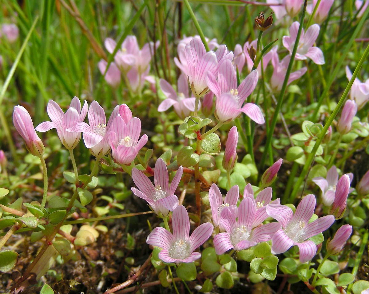 Anagallis tenella, Bog Pimpernel